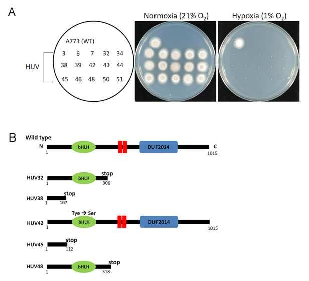 국균증 또는 아스퍼질루스증 치료를 위한 유전자 sppA 및 단백질 SppA의 용도 USE OF sppA GENE AND SppA ...